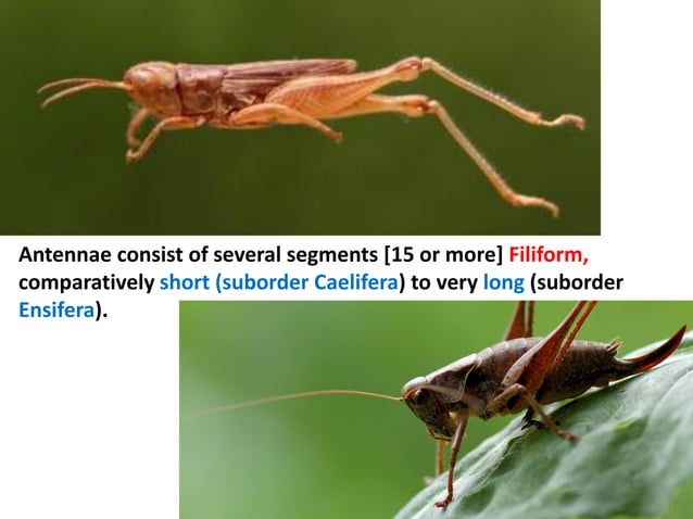 1 Orthoptera.pdf