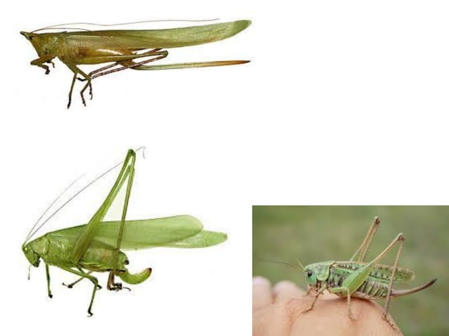 1 Orthoptera.pdf