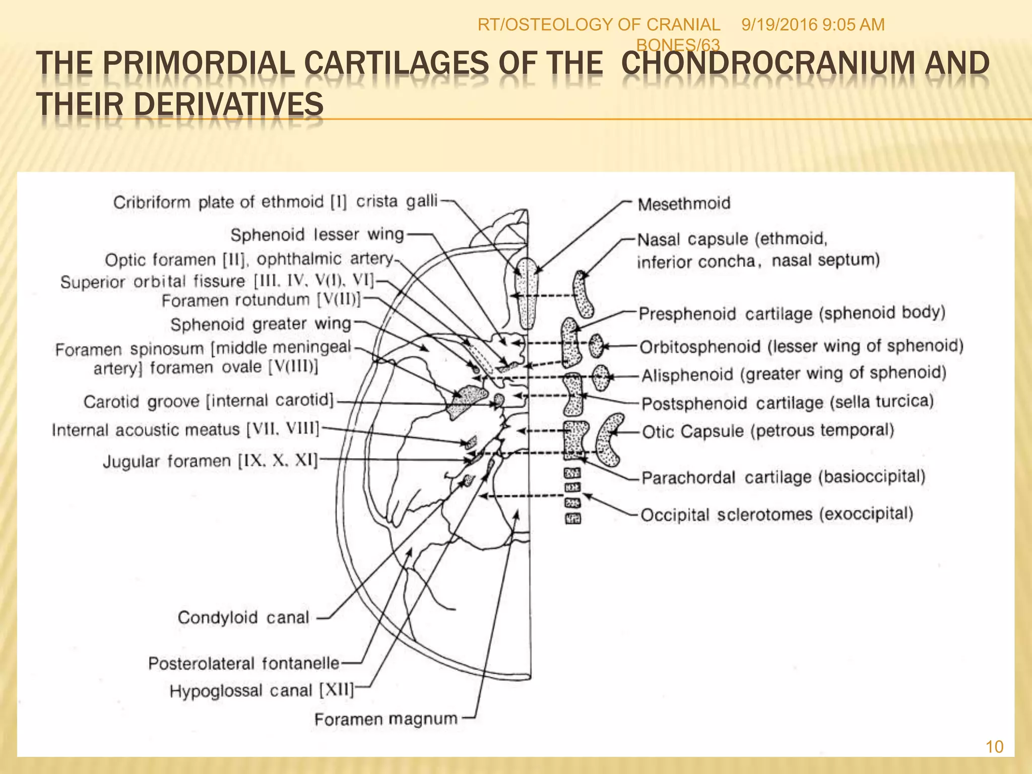 1 osteology of cranial bones rt(67) Dr. RAHUL TIWARI | PPTX