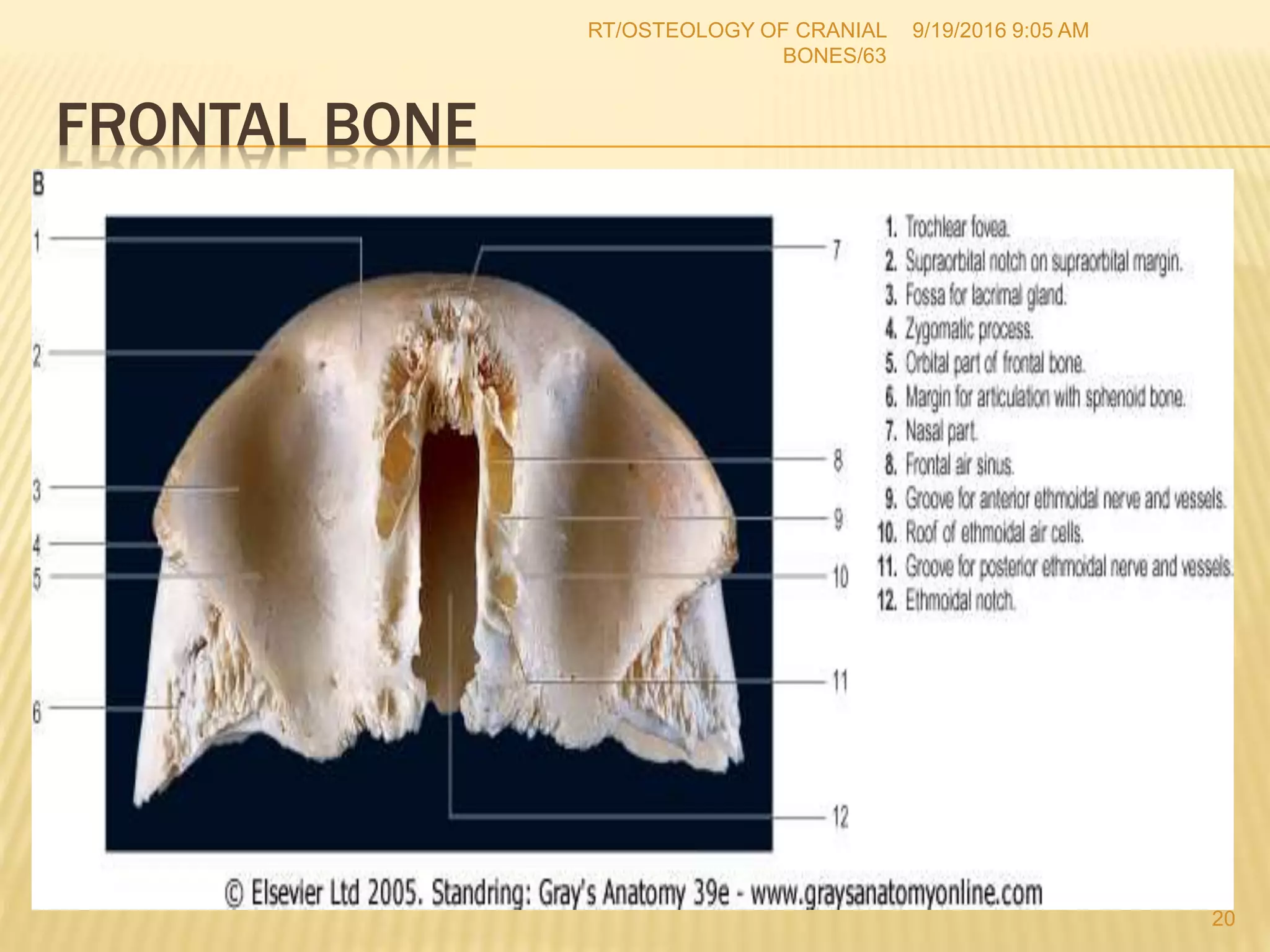 1 osteology of cranial bones rt(67) Dr. RAHUL TIWARI | PPTX
