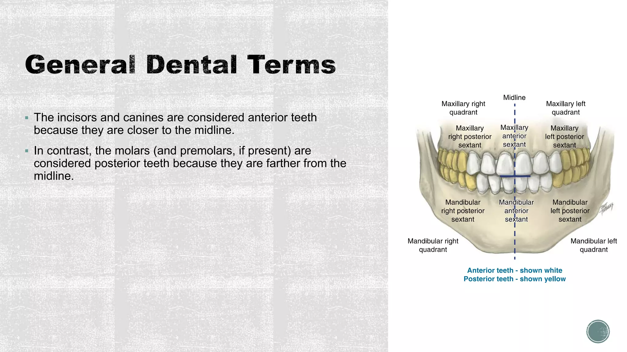 Overview of Dentitions | PPTX