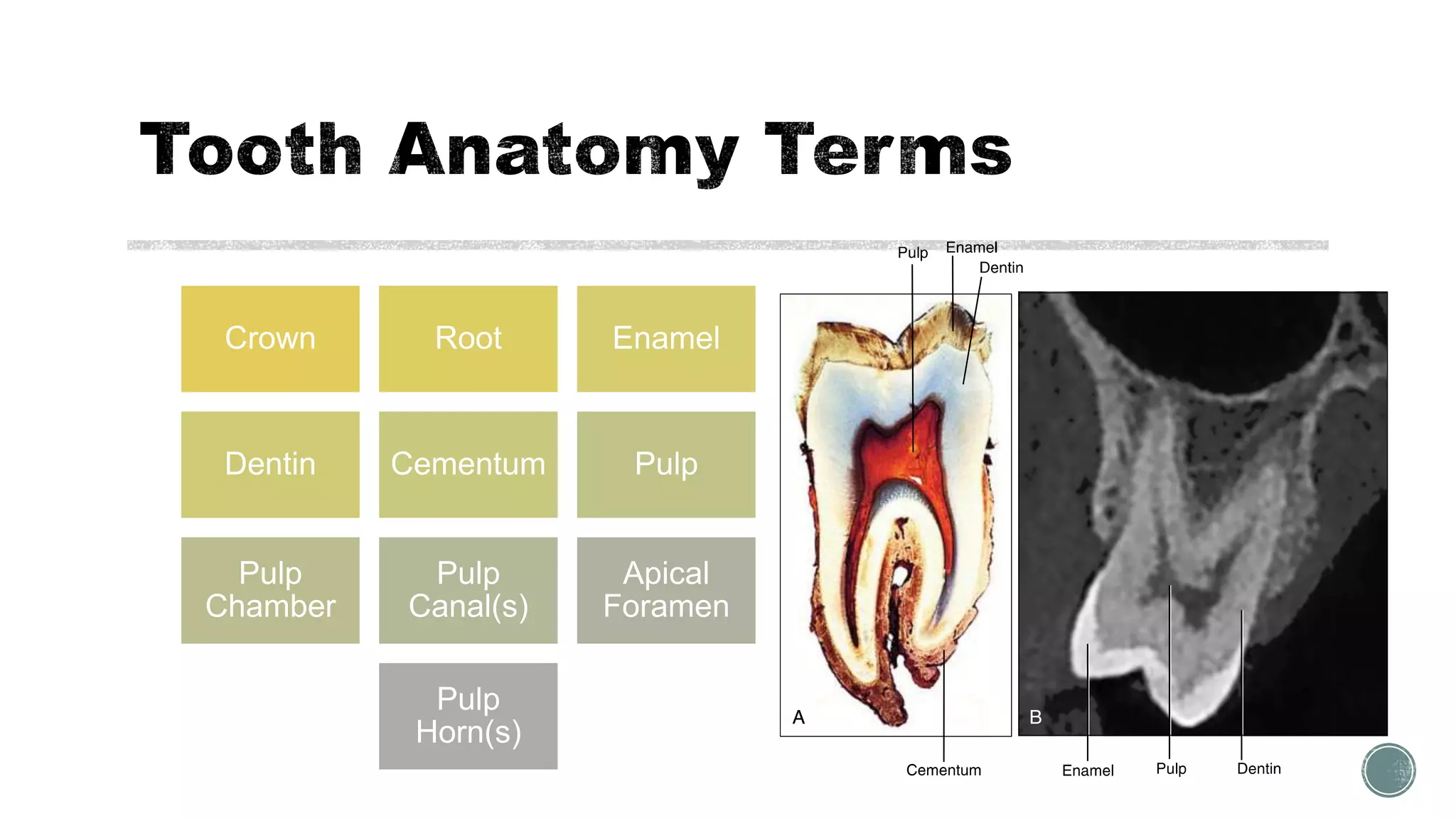 Overview of Dentitions | PPTX