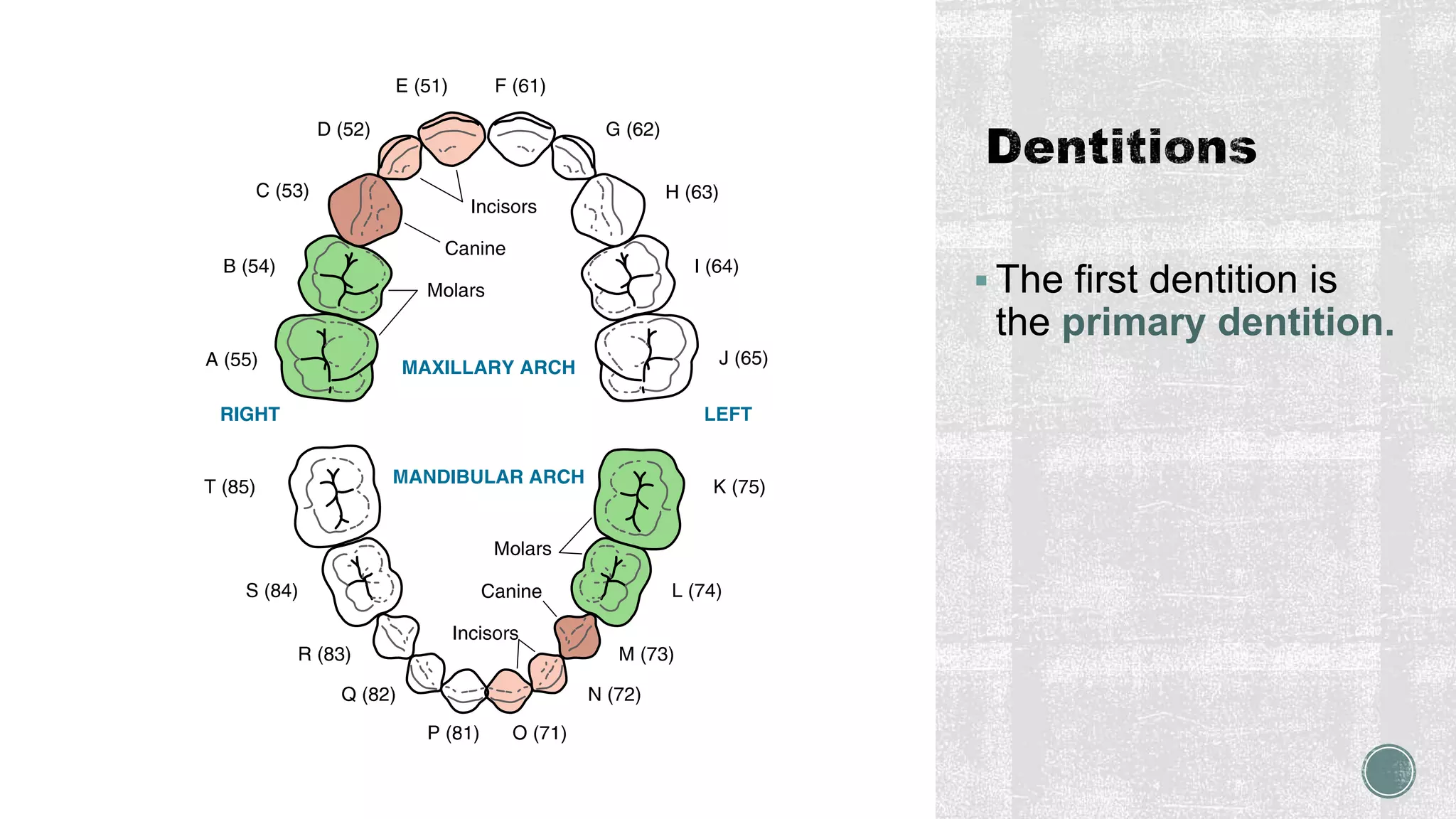 Overview of Dentitions | PPTX