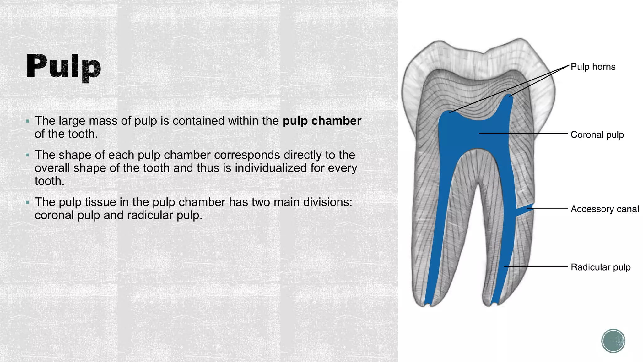 Overview of Dentitions | PPTX