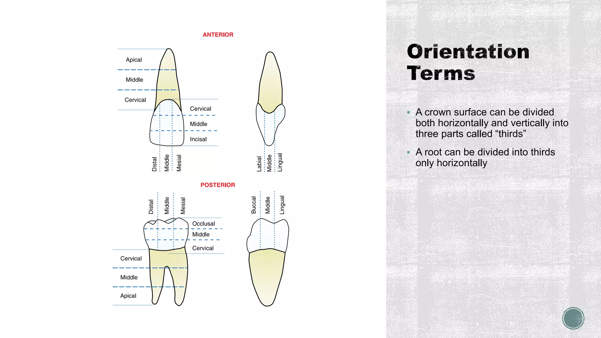 Overview of Dentitions | PPTX