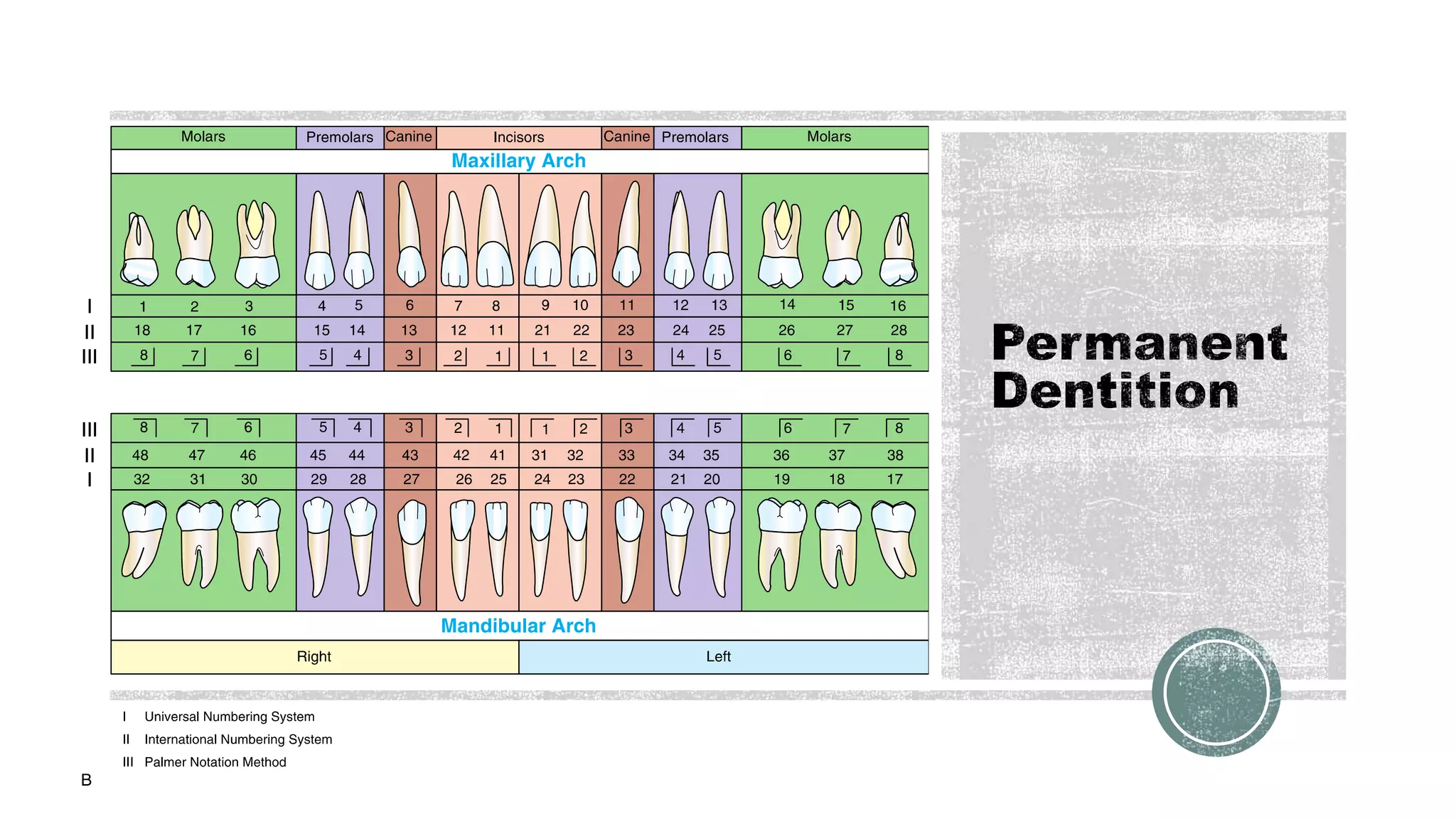 Overview of Dentitions | PPTX