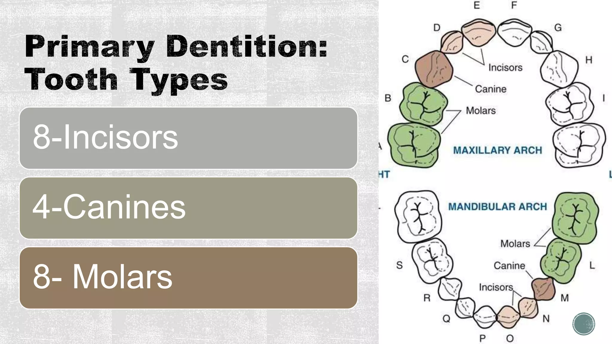 Overview of Dentitions | PPTX