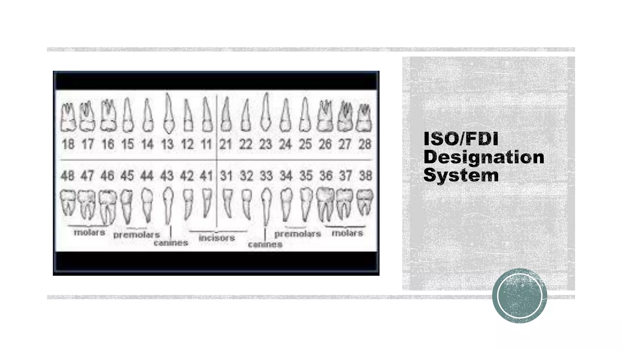 Overview of Dentitions | PPTX