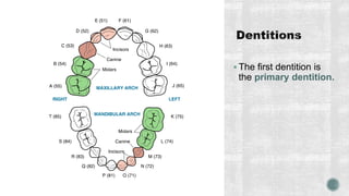 Overview of Dentitions | PPTX