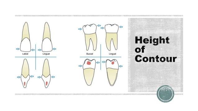 Overview of Dentitions | PPTX