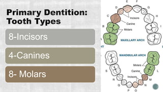 Overview of Dentitions | PPTX