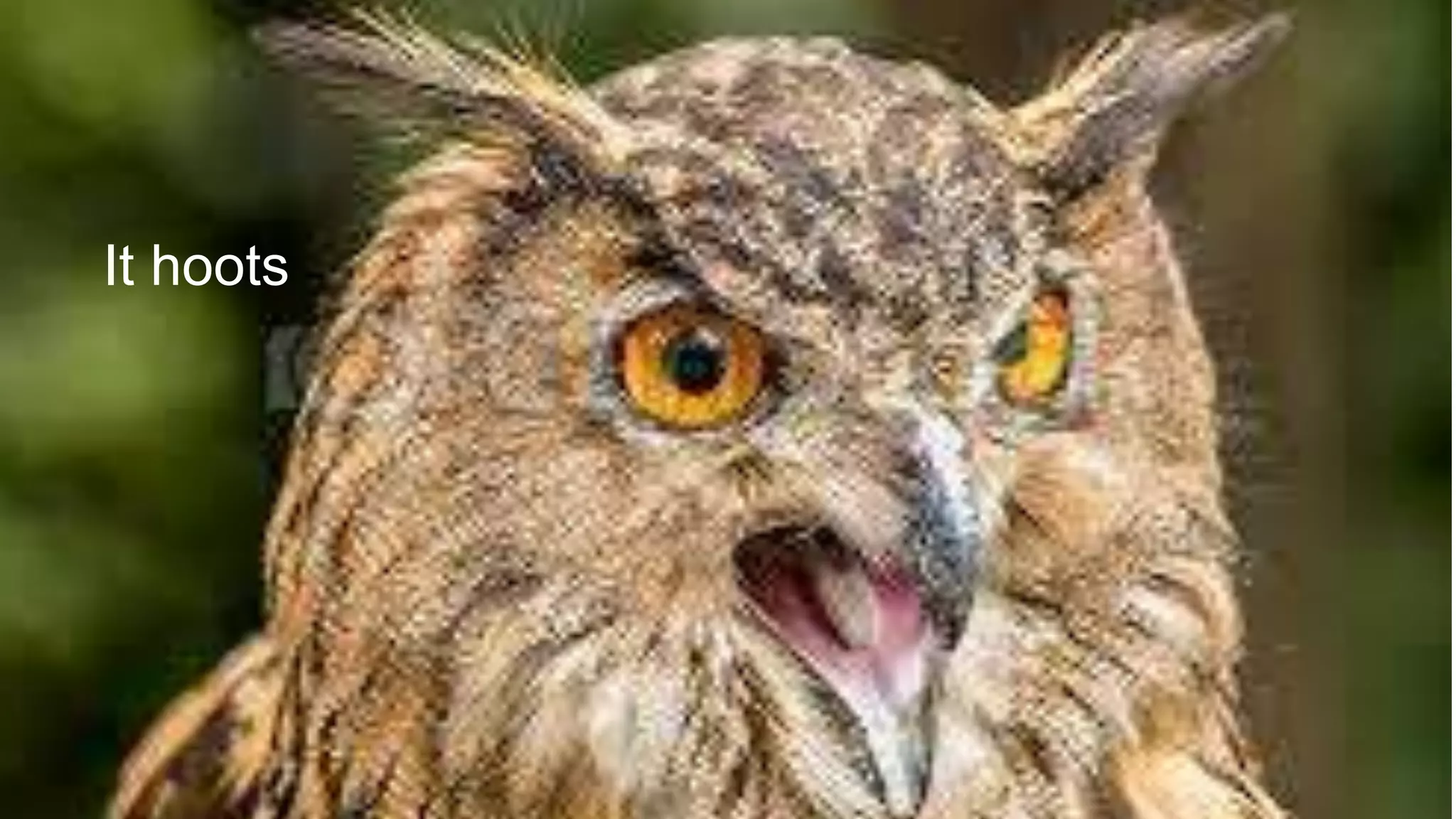 Show and tell owl | PPT