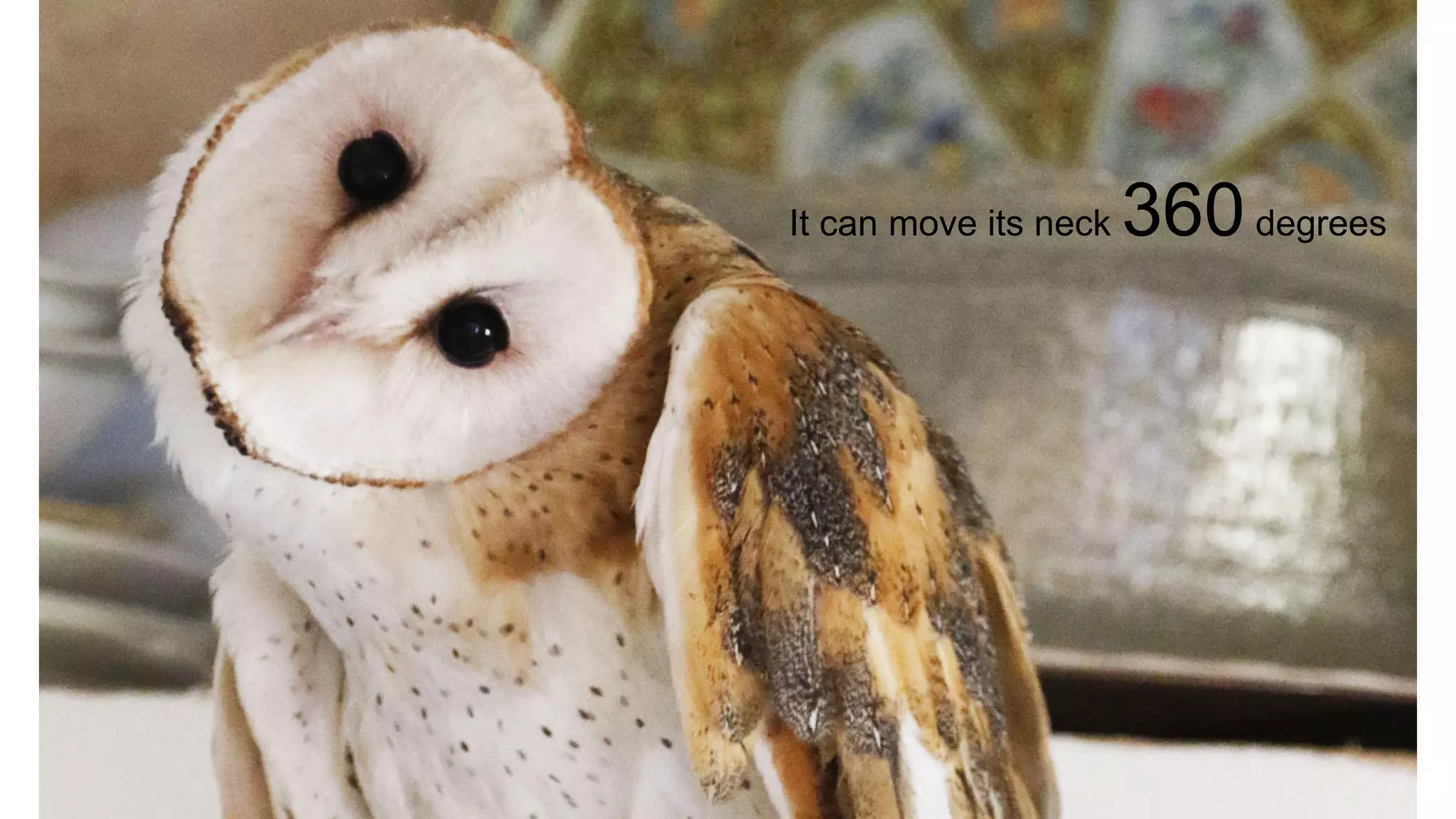 Show and tell owl | PPT