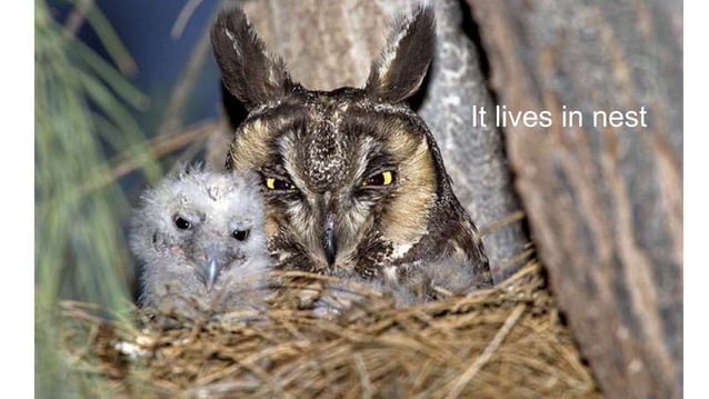 Show and tell owl | PPTX