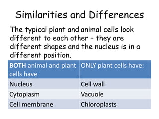 1 p5 cells 191110 | PPT