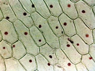 1 p5 cells 191110 | PPT