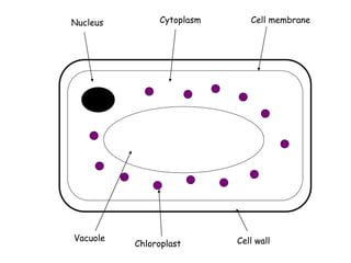 1 p5 cells 191110 | PPT