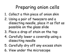 1 p9 onion cells 291110 | PPT
