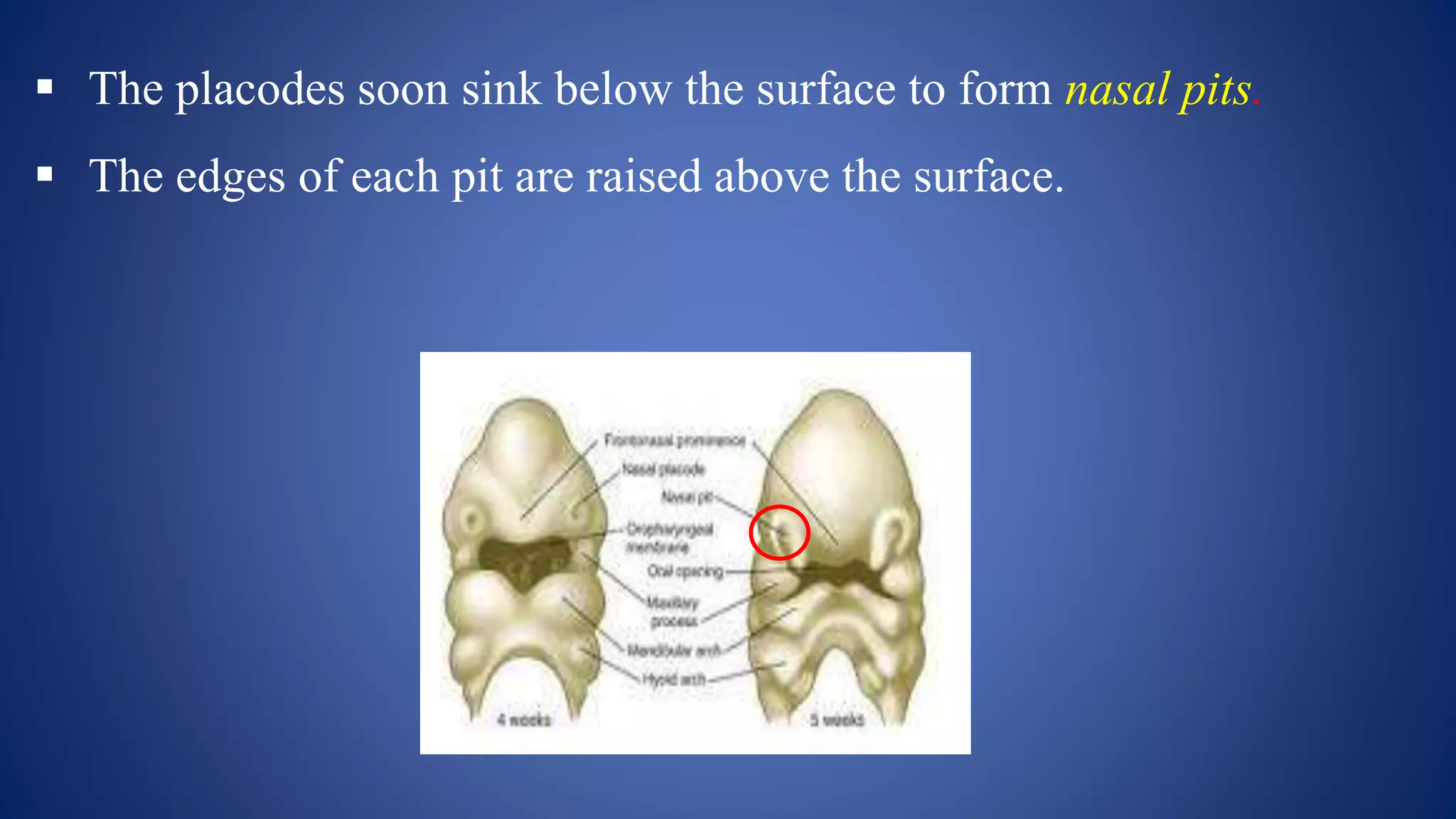 DEVELOPMENT OF PALATE AND ITS ANOMALIES | PPTX