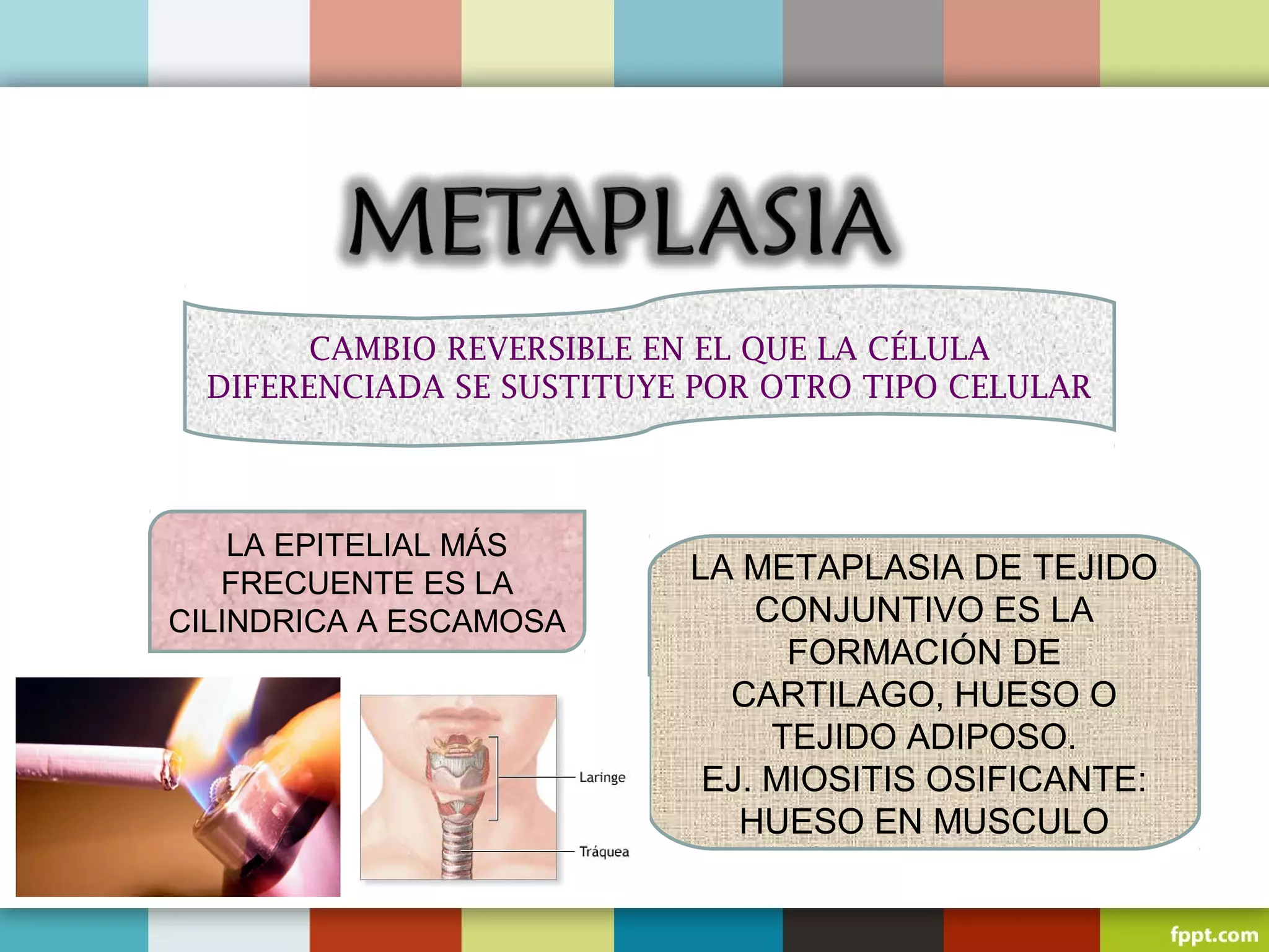 hipertrofia, atrofia, metaplasia, hiperplasia..... | PPT