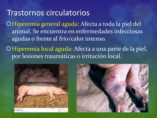 Patología sistémica Veterinaria. UC2 Piel. | PPTX