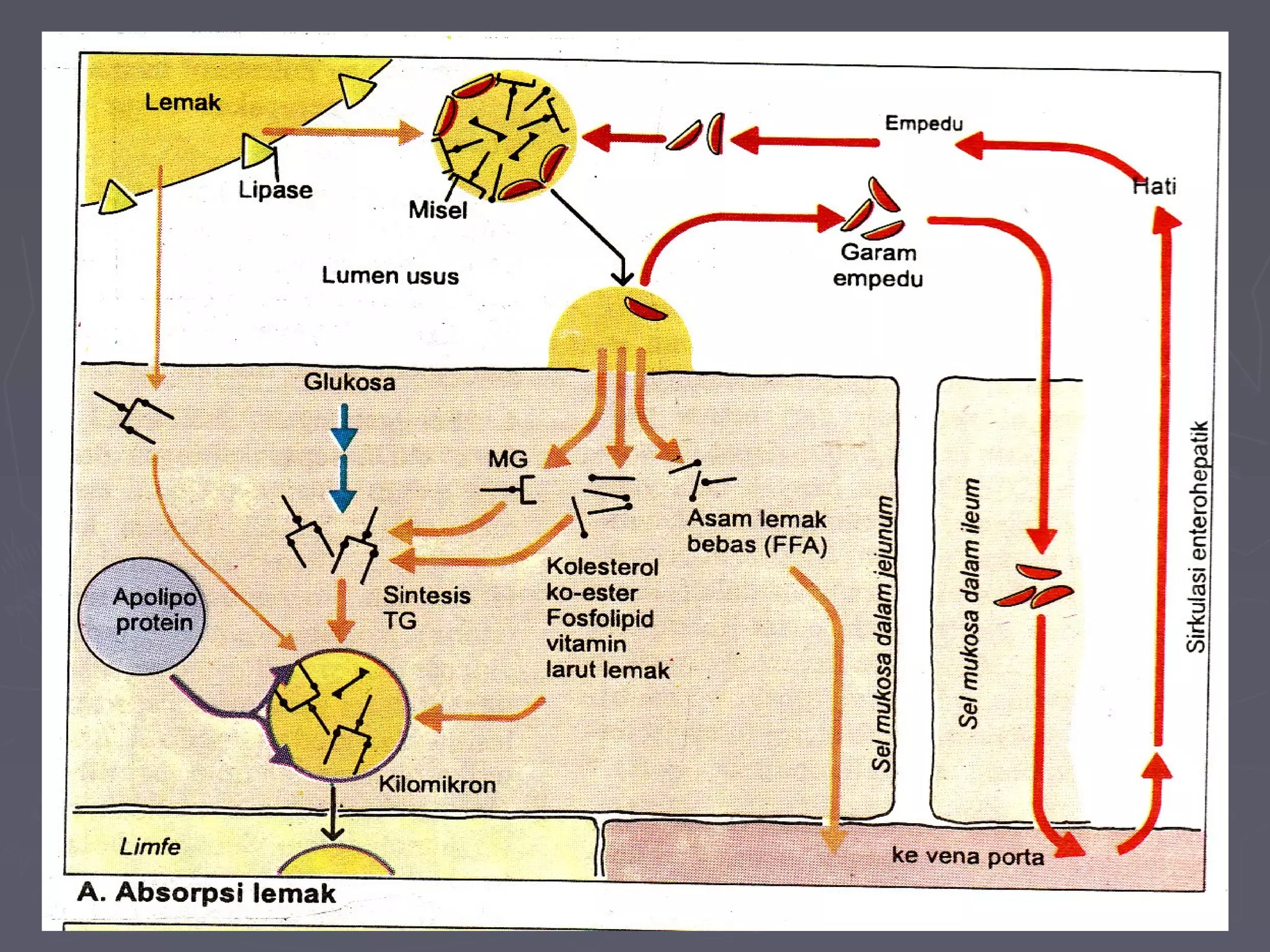 METABOLISME lemak | PPT