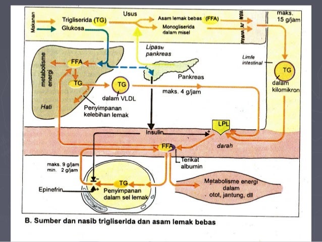 METABOLISME lemak