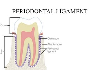 1 periodontal ligament in periodontics and dentistry | PPTX