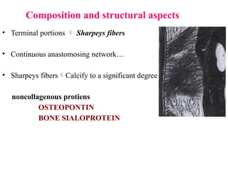 tooth supporting structures and its influence in periodontology | PPTX