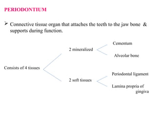 tooth supporting structures and its influence in periodontology | PPTX