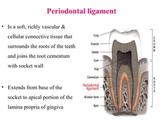tooth supporting structures and its influence in periodontology | PPTX
