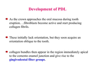 tooth supporting structures and its influence in periodontology | PPTX