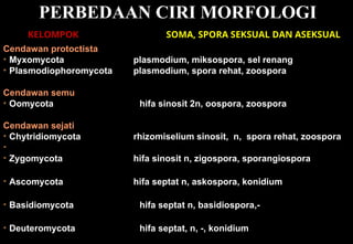 ppt tentang fungi atau jamur tumbuhan dan | PPT