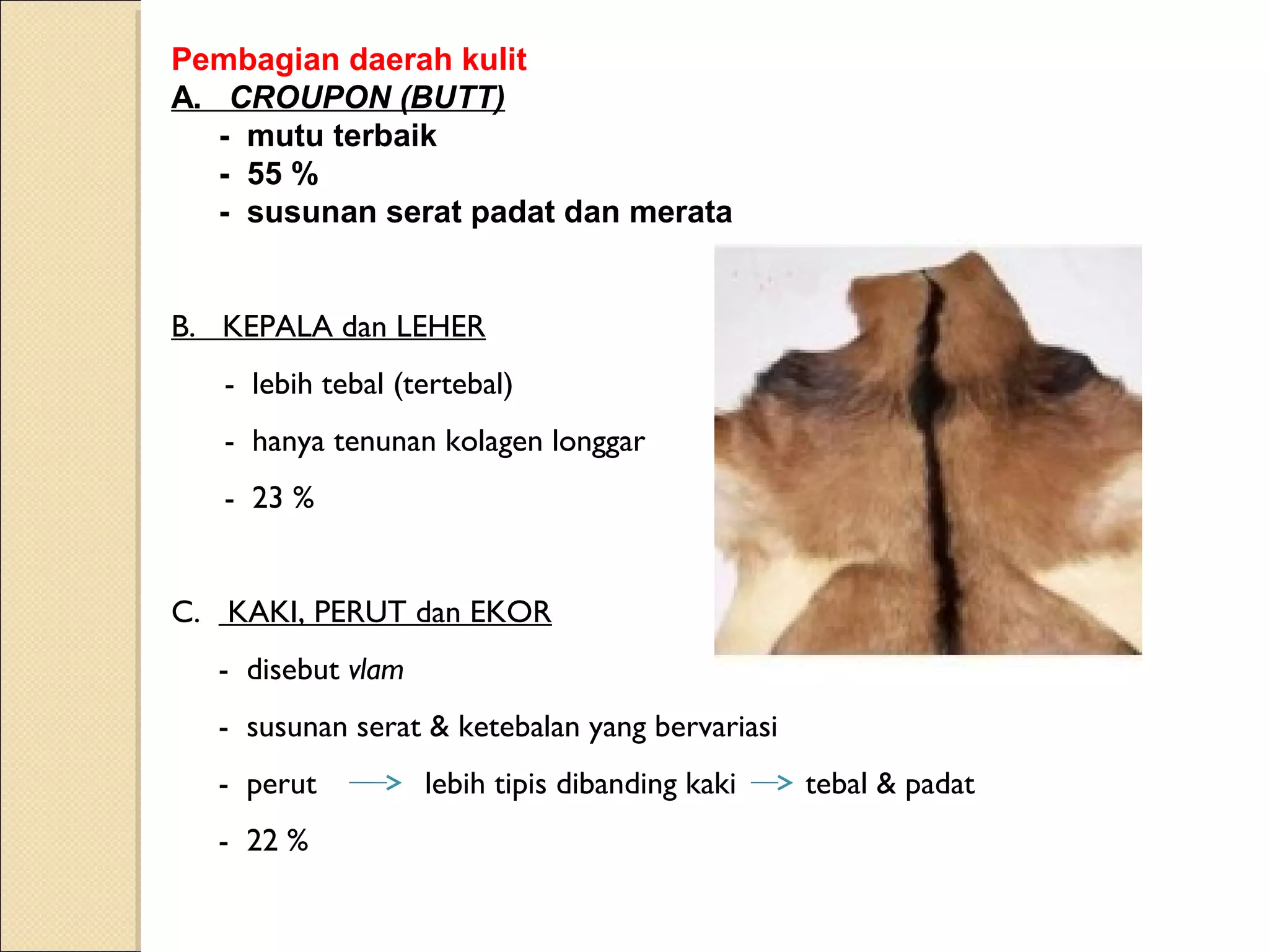 struktur kulit | PPT