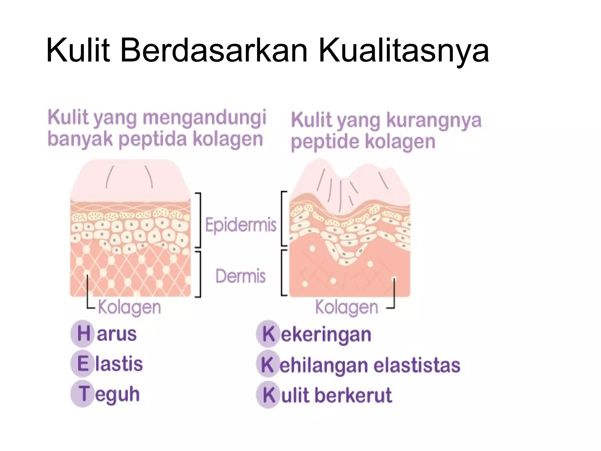 struktur kulit | PPT