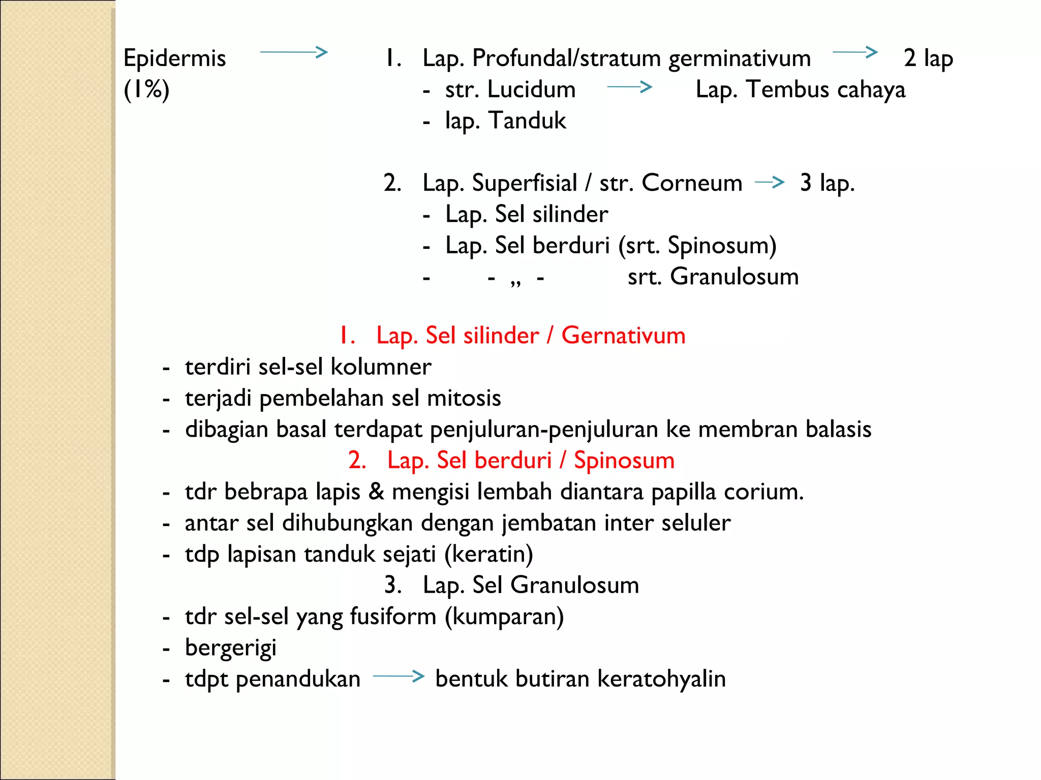 struktur kulit | PPT