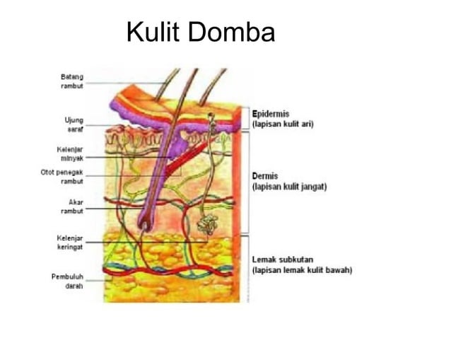 struktur kulit | PPT