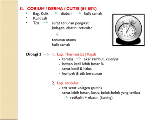 struktur kulit | PPT