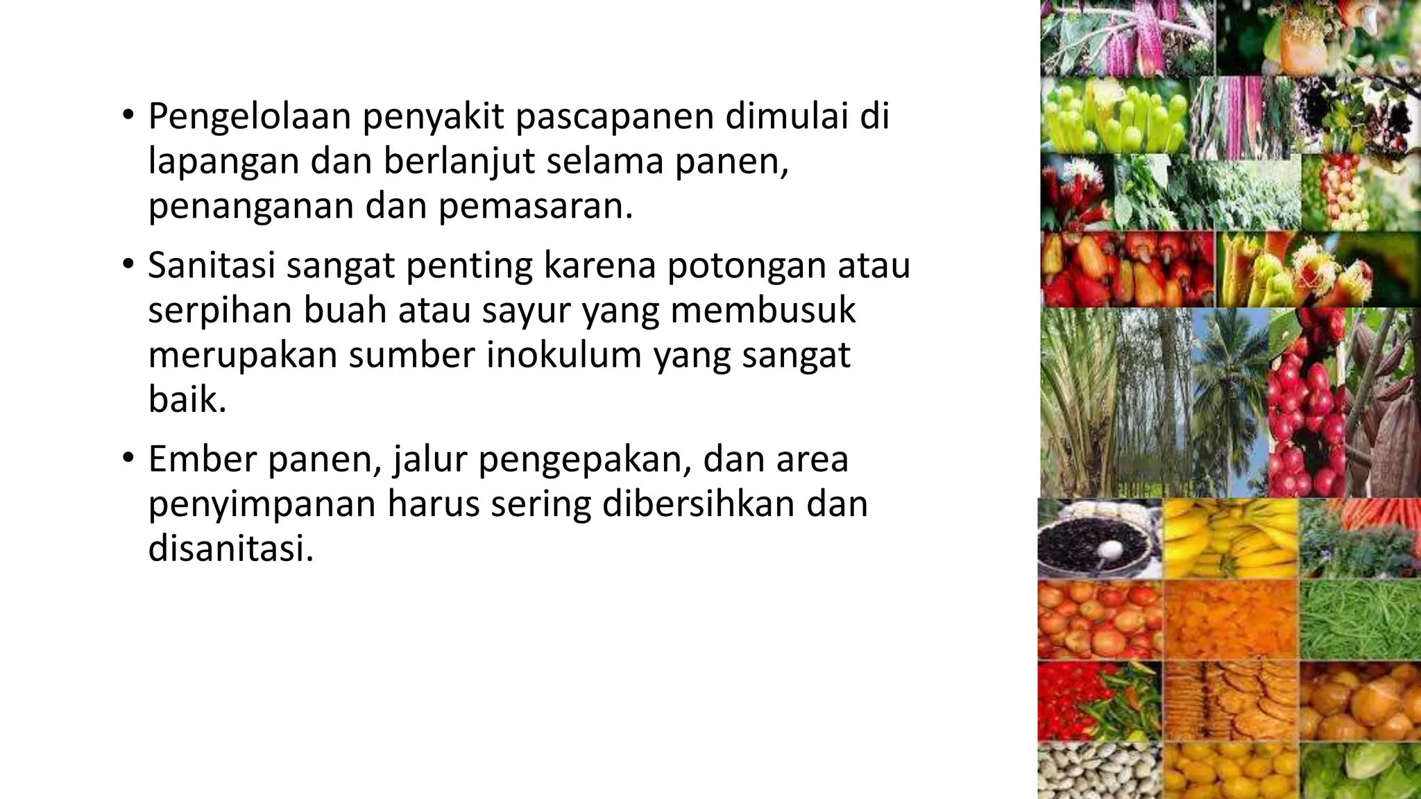 Pendahuluan Arti Penting Panen dan Pasca Panen.pptx