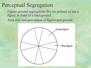 1 perceptual process | PPT