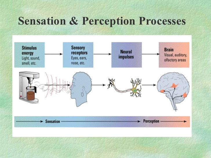 1 perceptual process