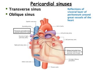 1 pericardium | PPT