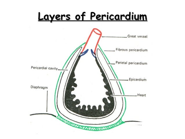 1 pericardium