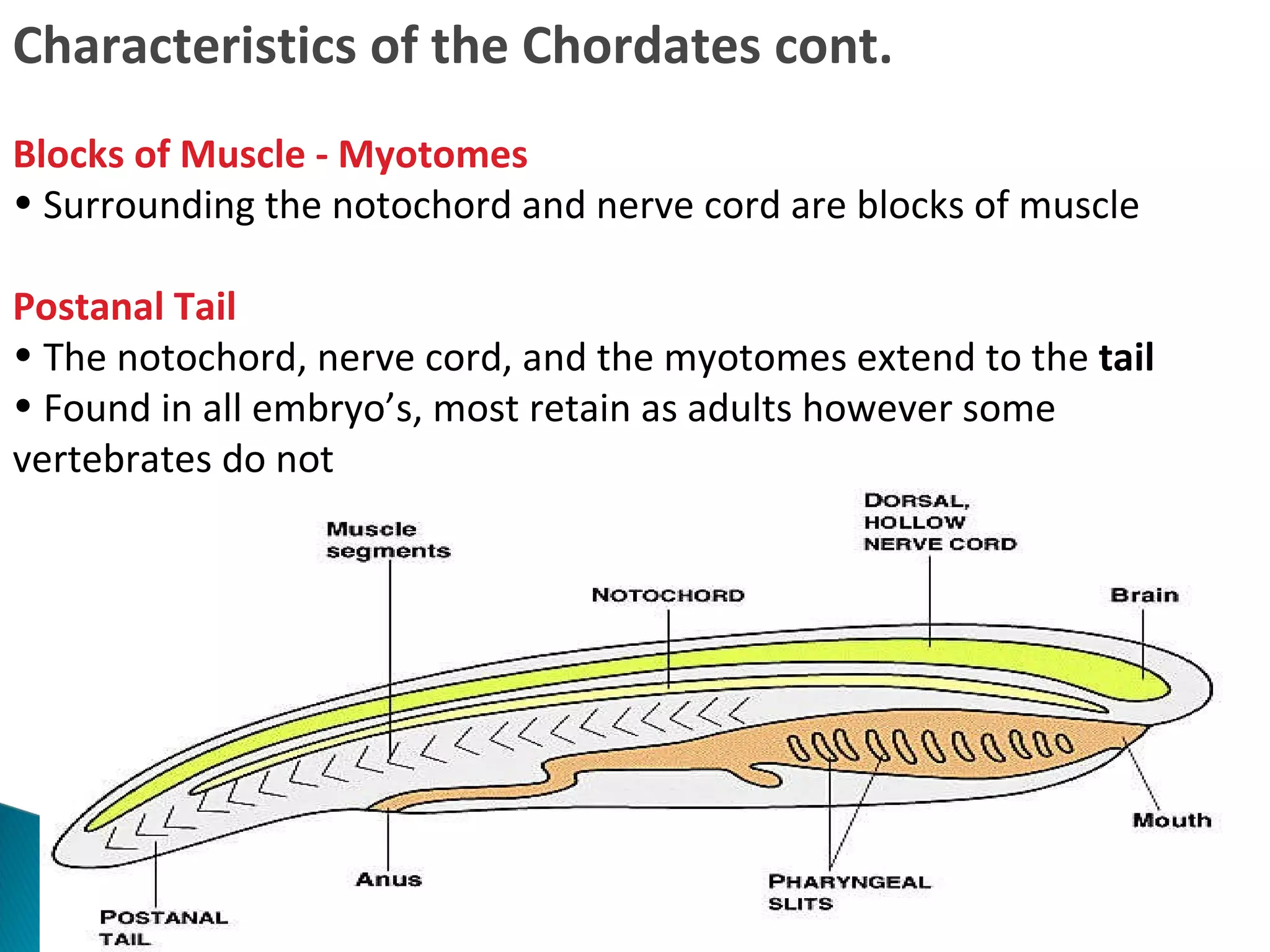 Phylum Chordata | PPT