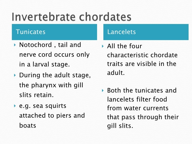 Vertebrates And Tunicates Share