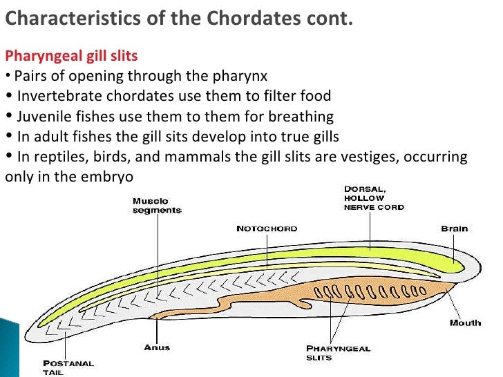Invertebrate Chordates