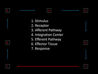 1 Physiol Homeostasis Intro 1 (1).ppt