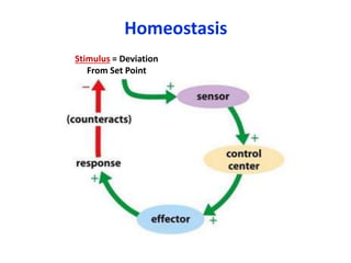 1 Physiol Homeostasis Intro 1 (1).ppt