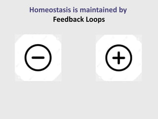 1 Physiol Homeostasis Intro 1 (1).ppt
