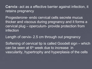 physiological changes during pregnancy | PPT